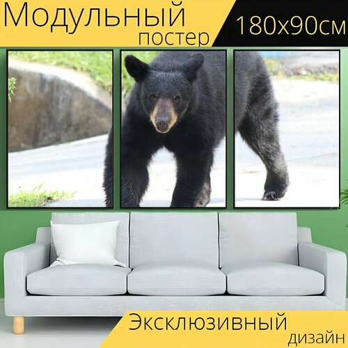 Модульный постер "Черный медведь, нести, луизиана черный медведь" 180 x 90 см. для интерьера