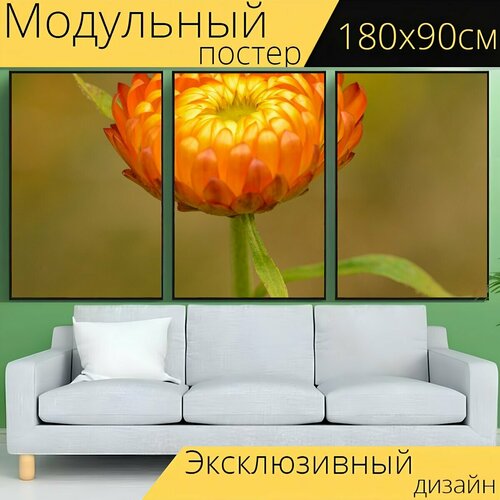 Модульный постер "Бессмертник, цветок, цвести" 180 x 90 см. для интерьера