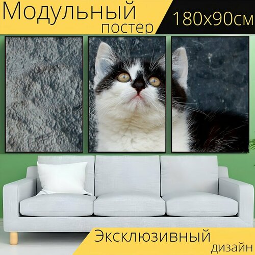 Модульный постер "Котенок, кот, домашнее животное" 180 x 90 см. для интерьера