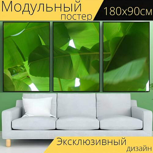 Модульный постер "Банановых листьев, растения, тропики" 180 x 90 см. для интерьера