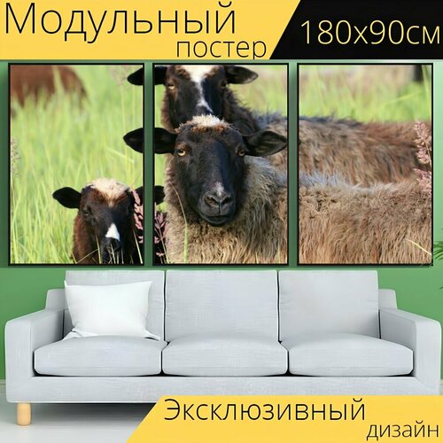 Модульный постер "Овца, трое, смотреть" 180 x 90 см. для интерьера