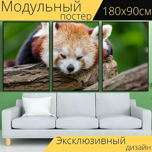 Модульный постер "Красная панда, спит, отдых" 180 x 90 см. для интерьера
