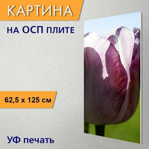 Вертикальная картина на ОСП "Тюльпан, цветок, цвести" 62x125 см. для интерьериа