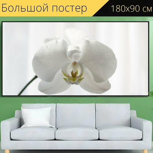 Большой постер "Орхидея, цветок, завод" 180 x 90 см. для интерьера