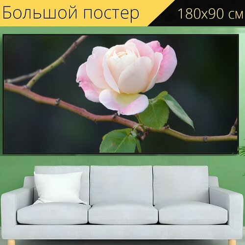Большой постер "Роза, цветок, блум" 180 x 90 см. для интерьера