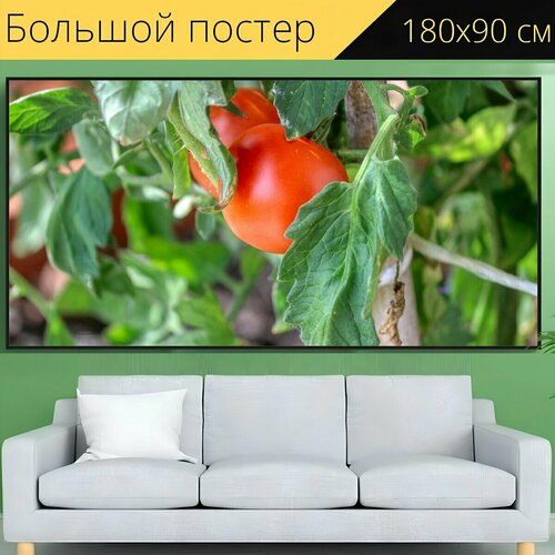 Большой постер "Помидор, помидоры тяга, овощи" 180 x 90 см. для интерьера