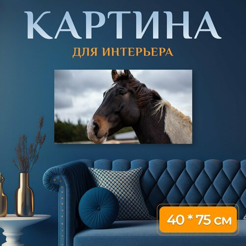 Картина на холсте "Лошадь, конный спорт, грива" на подрамнике 75х40 см. для интерьера