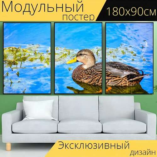 Модульный постер "Утка, птица, озеро" 180 x 90 см. для интерьера
