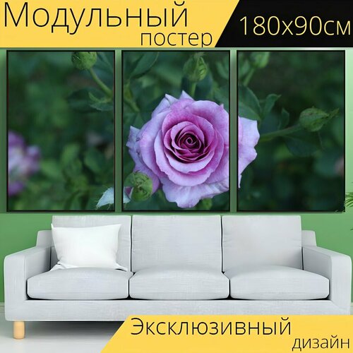 Модульный постер "Цветок, роза, бутоны" 180 x 90 см. для интерьера