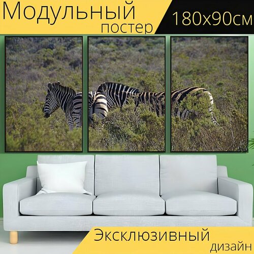 Модульный постер "Зебра, животные, африка" 180 x 90 см. для интерьера
