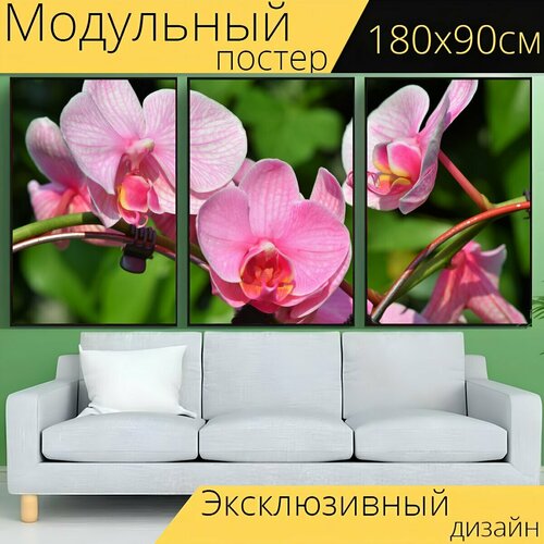 Модульный постер "Орхидеи, орхидея цветок, цвести" 180 x 90 см. для интерьера