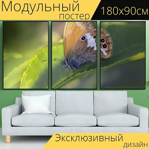 Модульный постер "Бабочка, насекомое, жук" 180 x 90 см. для интерьера