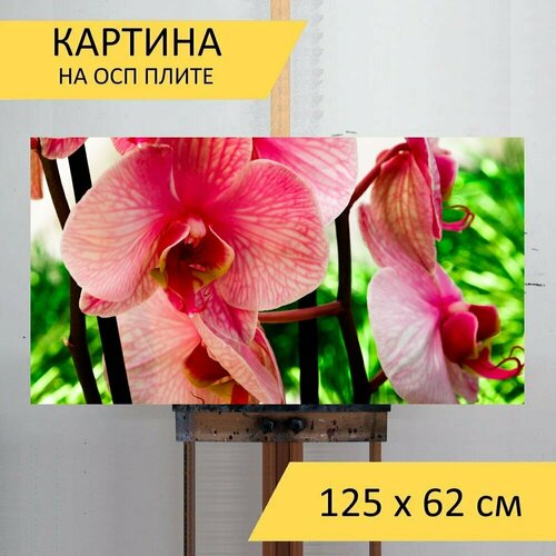 Картина на ОСП 125х62 см. "Орхидея, цветок, розовый" горизонтальная, для интерьера, с креплениями