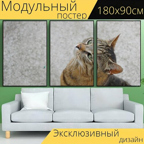 Модульный постер "Кошка, тигр, смотреть" 180 x 90 см. для интерьера