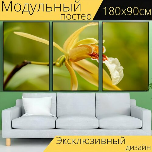 Модульный постер "Орхидея, цвести, желтый" 180 x 90 см. для интерьера