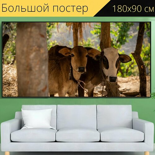 Большой постер "Корова, животные, крупный рогатый скот" 180 x 90 см. для интерьера