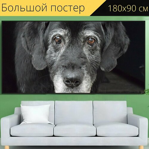 Большой постер "Собака, старый пес, черный собака" 180 x 90 см. для интерьера