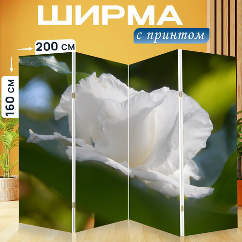 Ширма перегородка с принтом "Цветок, белый, гардения" на холсте - 200x160 см. для зонирования, раскладная