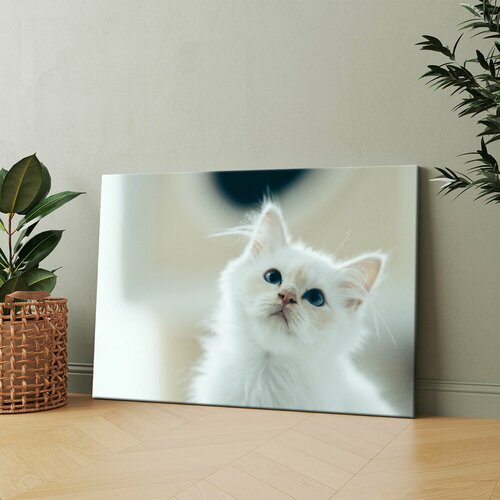 Картина на холсте (Белый кот с голубыми глазами смотрит вверх) 20x30 см. Интерьерная, на стену.