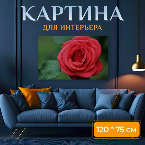 Картина на холсте "Красная роза бархат, цветок, символ любви" на подрамнике 120х75 см. для интерьера