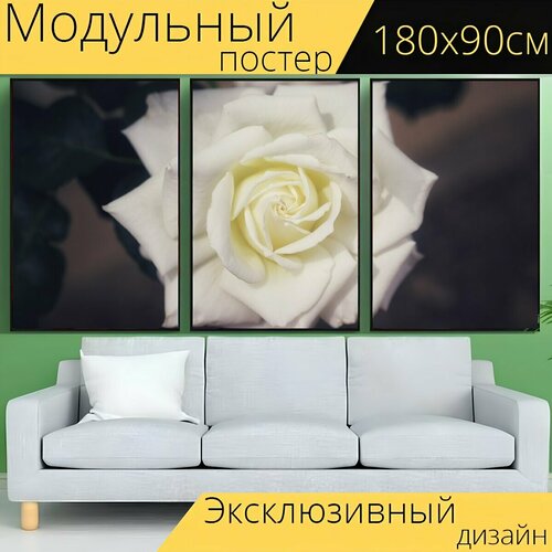 Модульный постер "Макрос, цветок, роза" 180 x 90 см. для интерьера