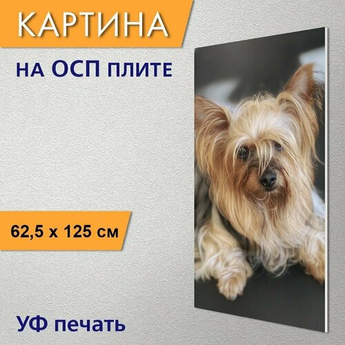 Вертикальная картина на ОСП "Собака, йоркшир, терьер" 62x125 см. для интерьериа