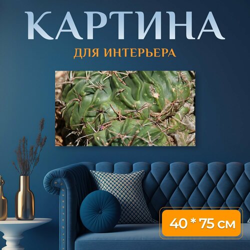 Картина на холсте "Кактусы, на открытом воздухе, природа" на подрамнике 75х40 см. для интерьера