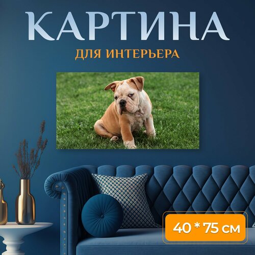 Картина на холсте "Английский бульдог, собака, милая" на подрамнике 75х40 см. для интерьера