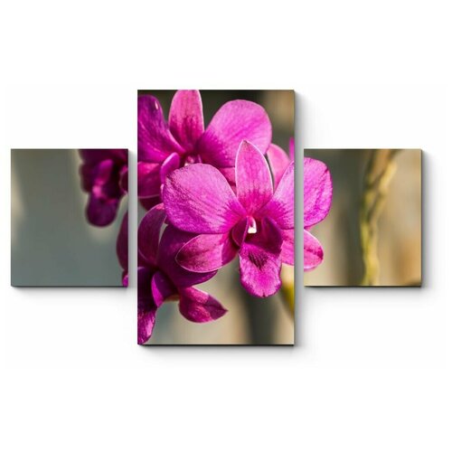 Модульная картина Королева цветов - прекрасная орхидея 160x104