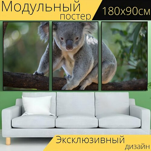 Модульный постер "Коала, животное, австралия" 180 x 90 см. для интерьера