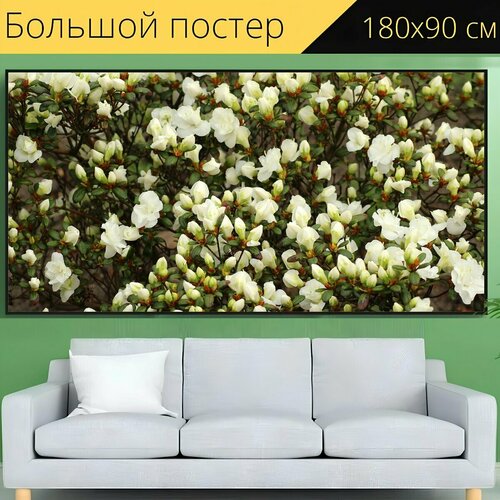 Большой постер "Рододендрон, азалия, белые цветки" 180 x 90 см. для интерьера