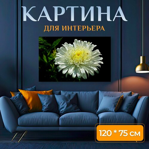 Картина на холсте "Астра, цветок, белый" на подрамнике 120х75 см. для интерьера