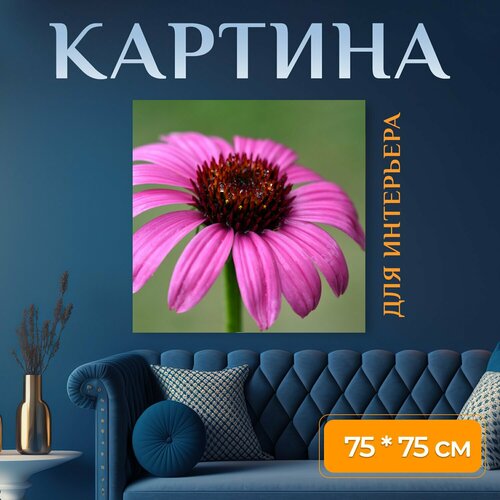 Картина на холсте "Эхинацеи, цветок, цвести" на подрамнике 75х75 см. для интерьера
