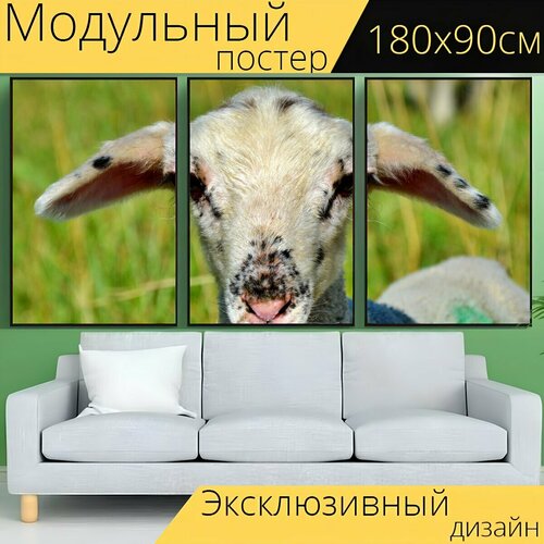 Модульный постер "Овец, сельскохозяйственное животное, стадо овец" 180 x 90 см. для интерьера