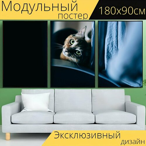 Модульный постер "Кошка, животное, смотреть на" 180 x 90 см. для интерьера