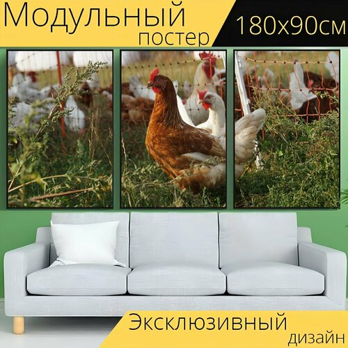 Модульный постер "Курица, яйца, эко" 180 x 90 см. для интерьера