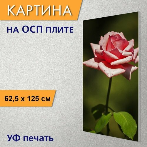 Вертикальная картина на ОСП "Роуз, цветок, розовый" 62x125 см. для интерьериа