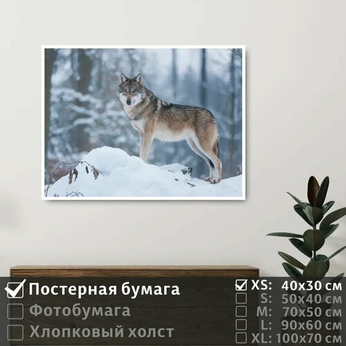 Постер на стену Волк Стоит На Сугробе В Зимнем Лесу 40х30 см ПолиЦентр