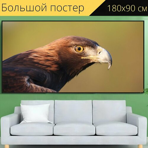 Большой постер "Золотой орёл, птица, хищник" 180 x 90 см. для интерьера