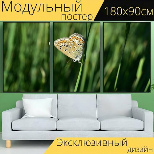 Модульный постер "Бабочка, макрос, насекомое" 180 x 90 см. для интерьера