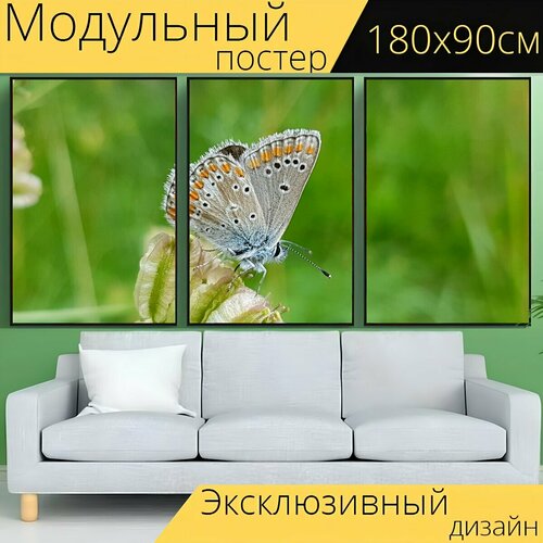 Модульный постер "Бабочка, голубоватый, насекомое" 180 x 90 см. для интерьера