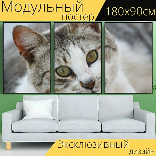 Модульный постер "Кошка, животное, глаза" 180 x 90 см. для интерьера