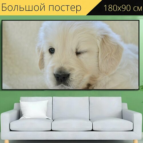 Большой постер "Щенок голден, ока собака, молодая собака" 180 x 90 см. для интерьера