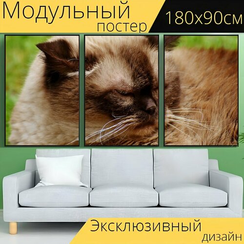 Модульный постер "Британская короткошерстная кошка, кот, дикая природа" 180 x 90 см. для интерьера
