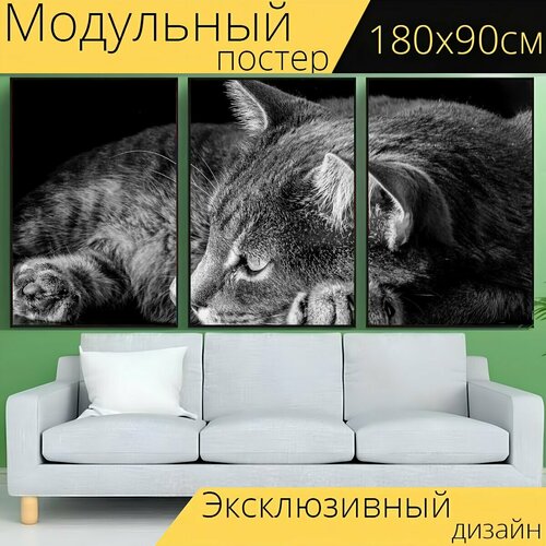 Модульный постер "Кошка, кошки, животное" 180 x 90 см. для интерьера
