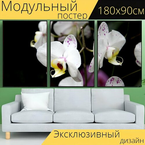 Модульный постер "Орхидея, цветок, фаленопсис" 180 x 90 см. для интерьера