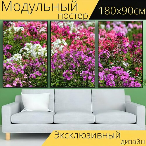 Модульный постер "Флоксы, растения, розовый" 180 x 90 см. для интерьера