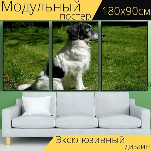 Модульный постер "Собака, трава, животное" 180 x 90 см. для интерьера