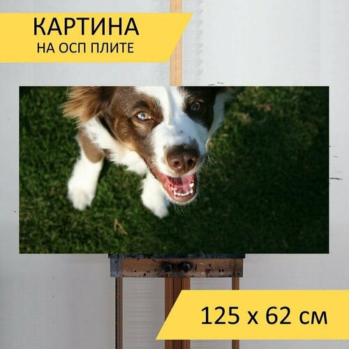 Картина на ОСП 125х62 см. "Собака, домашний питомец, глядя вверх" горизонтальная, для интерьера, с креплениями