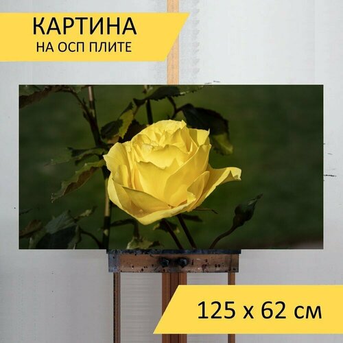 Картина на ОСП 125х62 см. "Роза, желтый, цвести" горизонтальная, для интерьера, с креплениями